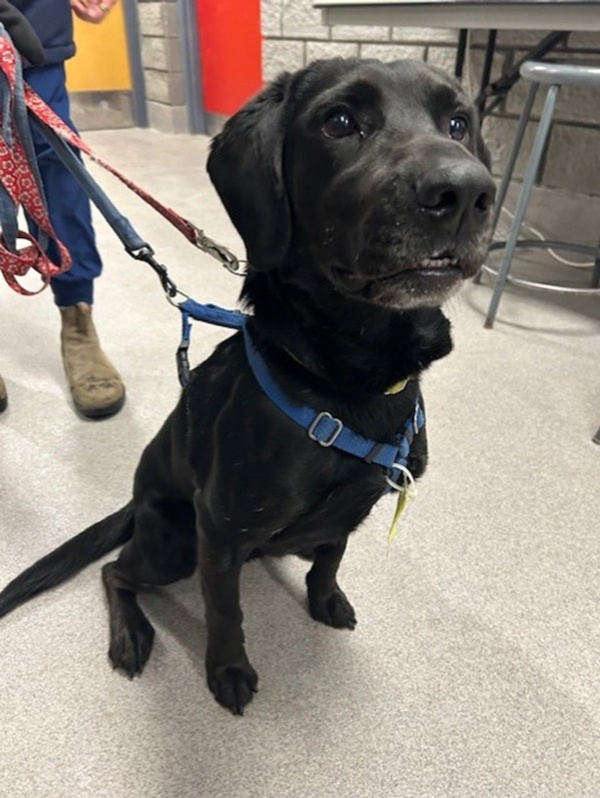 Animal Adoption Centre - University of Guelph Ridgetown Campus